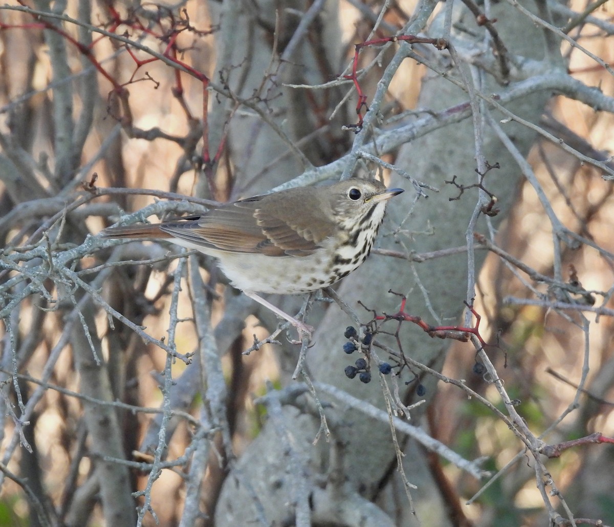 eBird Checklist - 15 Dec 2023 - Jones Beach SP--Coast Guard Station ...