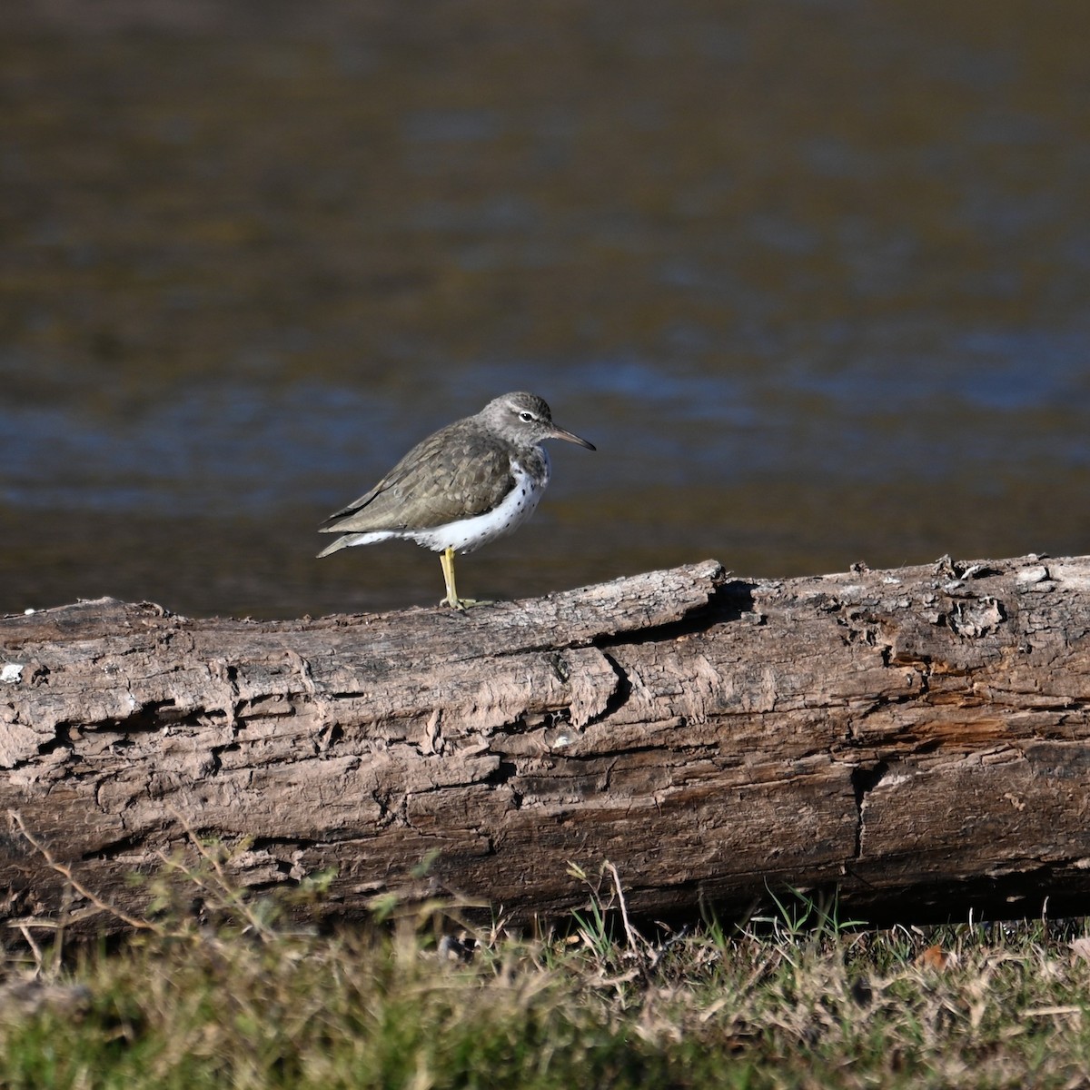 eBird Checklist - 14 Dec 2023 - Salt/Verde River CBC--Area 3 ...