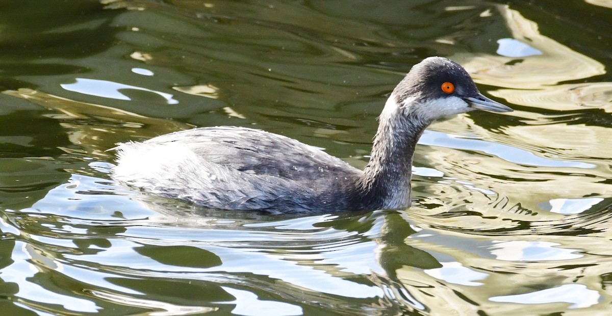 eBird Checklist - 15 Dec 2023 - Bord Du Lac Mariner - 3 species (+1 ...