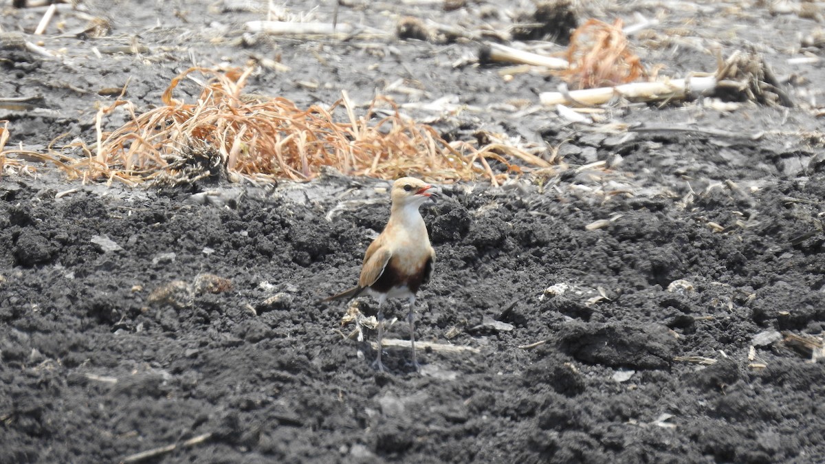 eBird Checklist - 15 Dec 2023 - Ziesemer Kummerows Road, Bongeen ...