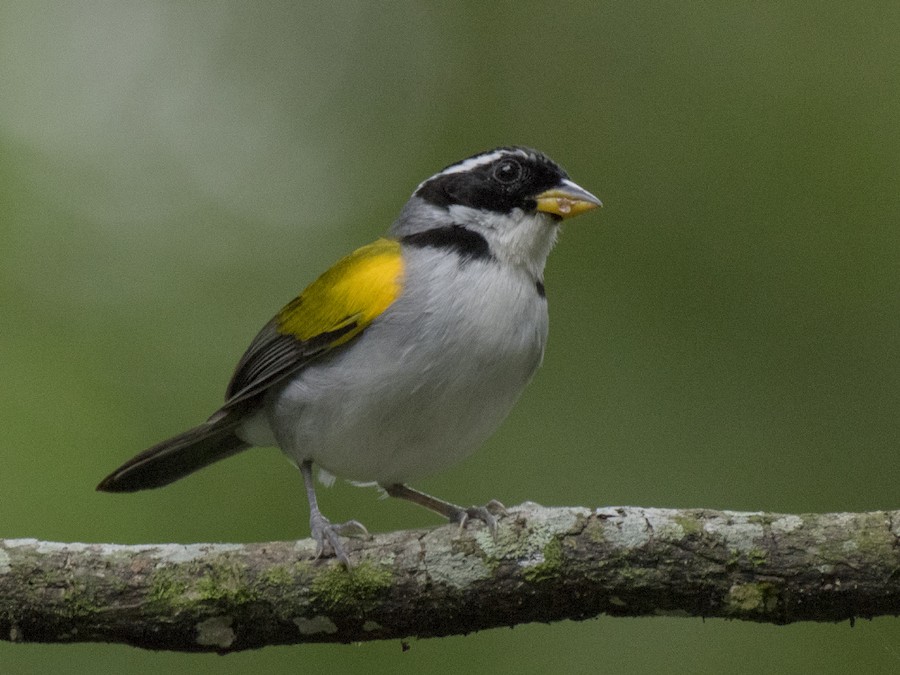 Pectoral Sparrow (Yellow-mandibled) - eBird