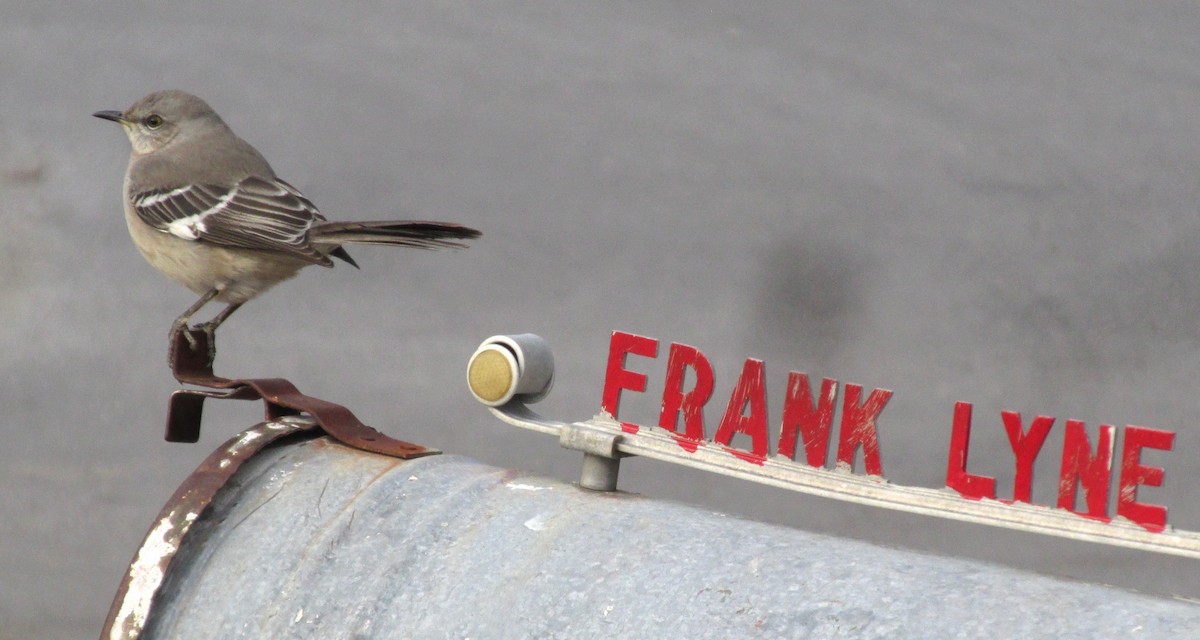 eBird Checklist - 16 Dec 2023 - Frank Lyne's Farm (Private) stakeout ...