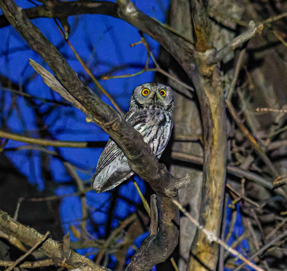 eBird Checklist - 16 Dec 2023 - Bear Creek Park East (El Paso) - 2 species