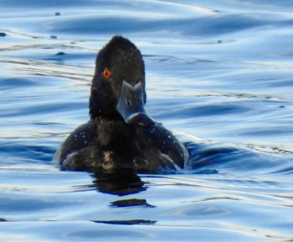 eBird Checklist - 15 Dec 2023 - Muizenberg Dam - 2 species