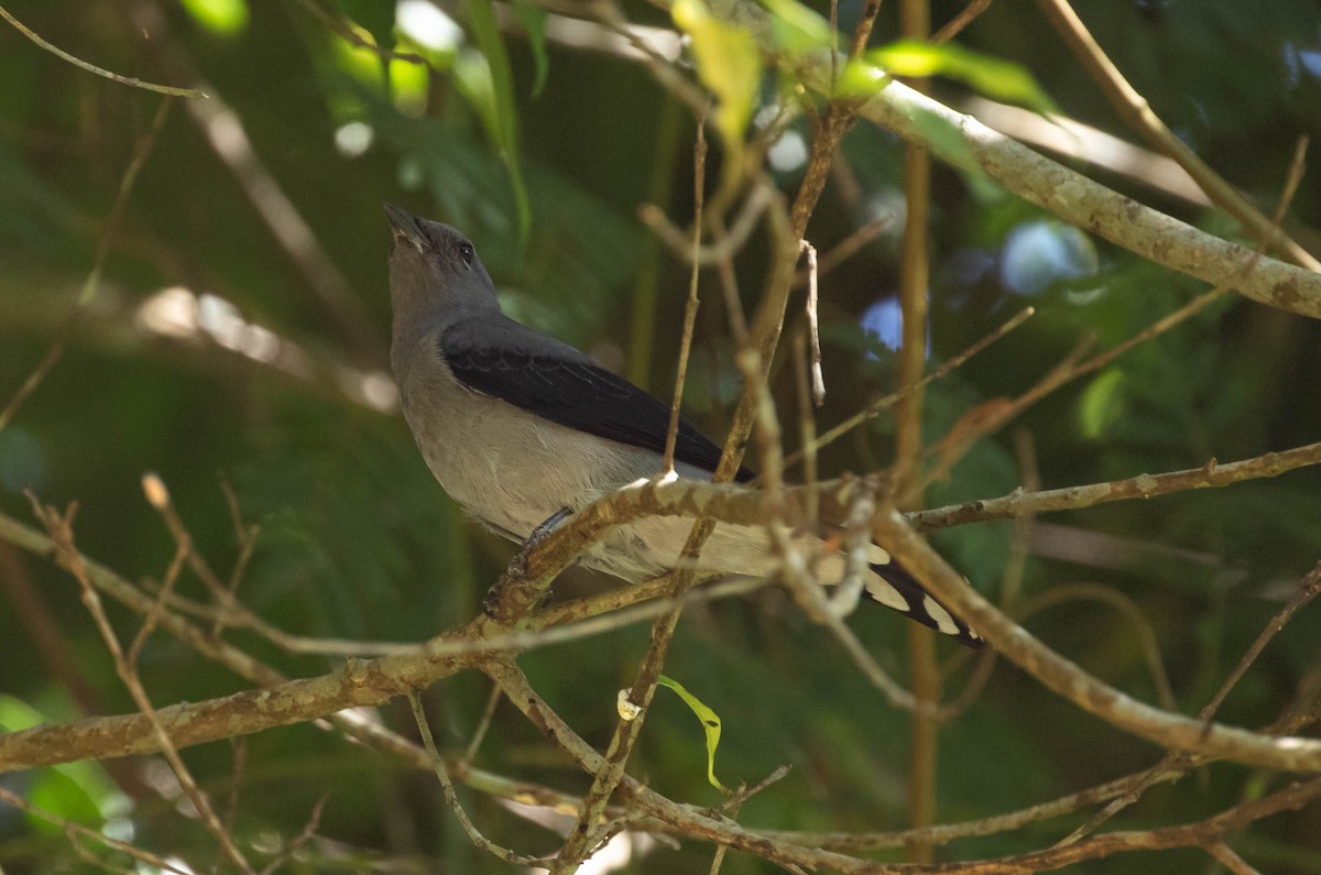 eBird Checklist - 16 Dec 2023 - Dak Dam, Mondulkiri Province, KH (12. ...