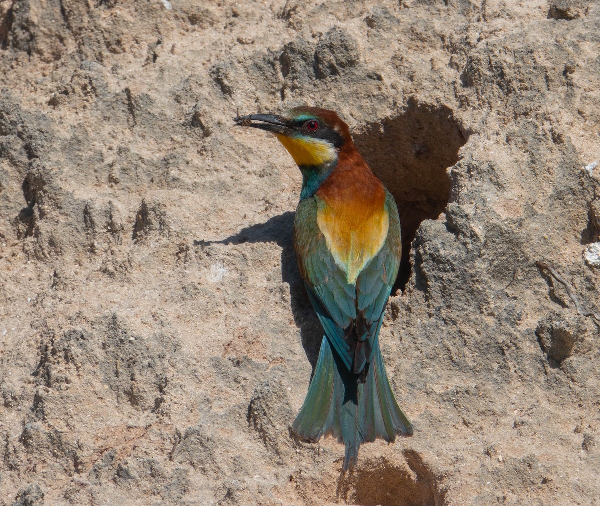 eBird Checklist - 15 Dec 2023 - Wolfgat Nature Reserve - 9 species