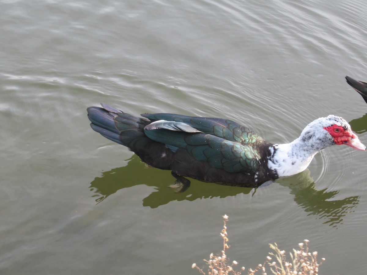 eBird Checklist - 14 Dec 2023 - Dr. Robert Gross Ponds, Noble Ave, San ...