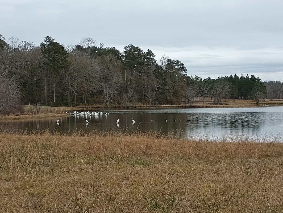 eBird Checklist - 16 Dec 2023 - McDuffie PFA - 20 species