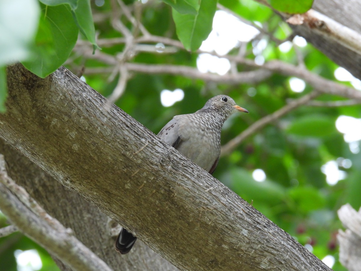 eBird Checklist - 14 Oct 2023 - Curry Hammock SP--FL Keys Hawkwatch ...