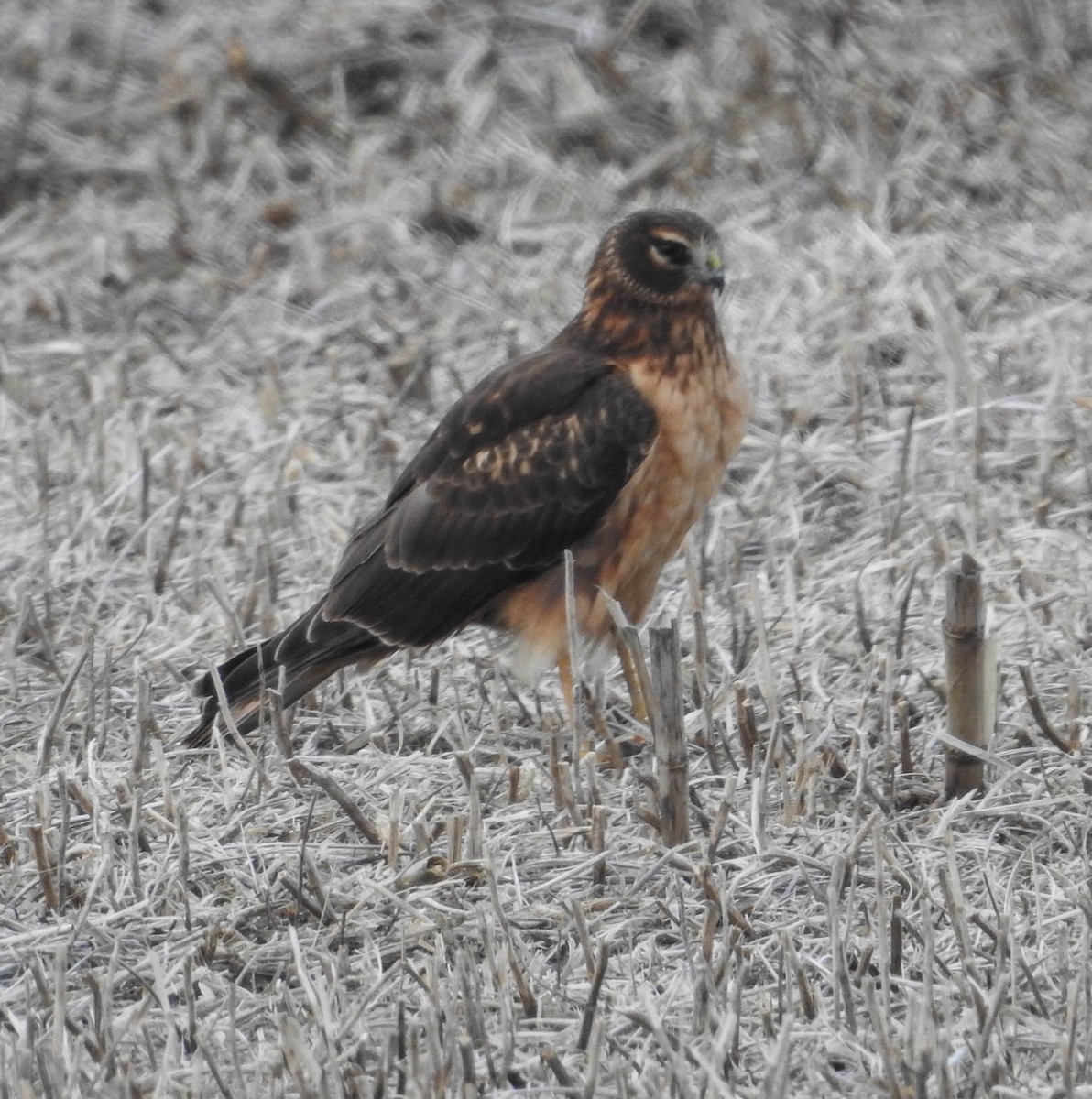 eBird Checklist - 16 Dec 2023 - Lincoln - Frost Rd. south of Fly Rd ...
