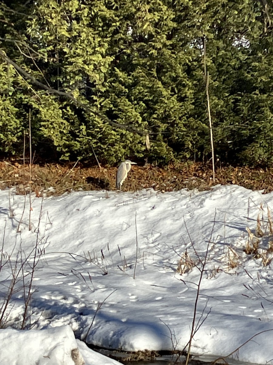 eBird Checklist - 16 Dec 2023 - Lac Baie d'Or - 7 species