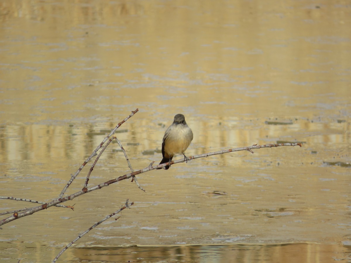 eBird Checklist - 16 Dec 2023 - Powell Lake - 23 species