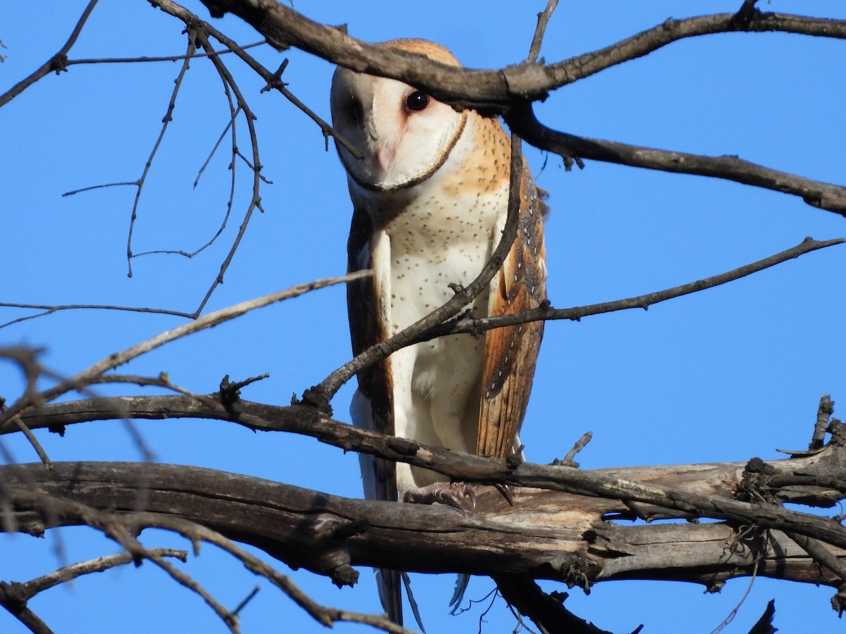 eBird Checklist - 16 Dec 2023 - Frank G. Bonelli RP/Puddingstone ...