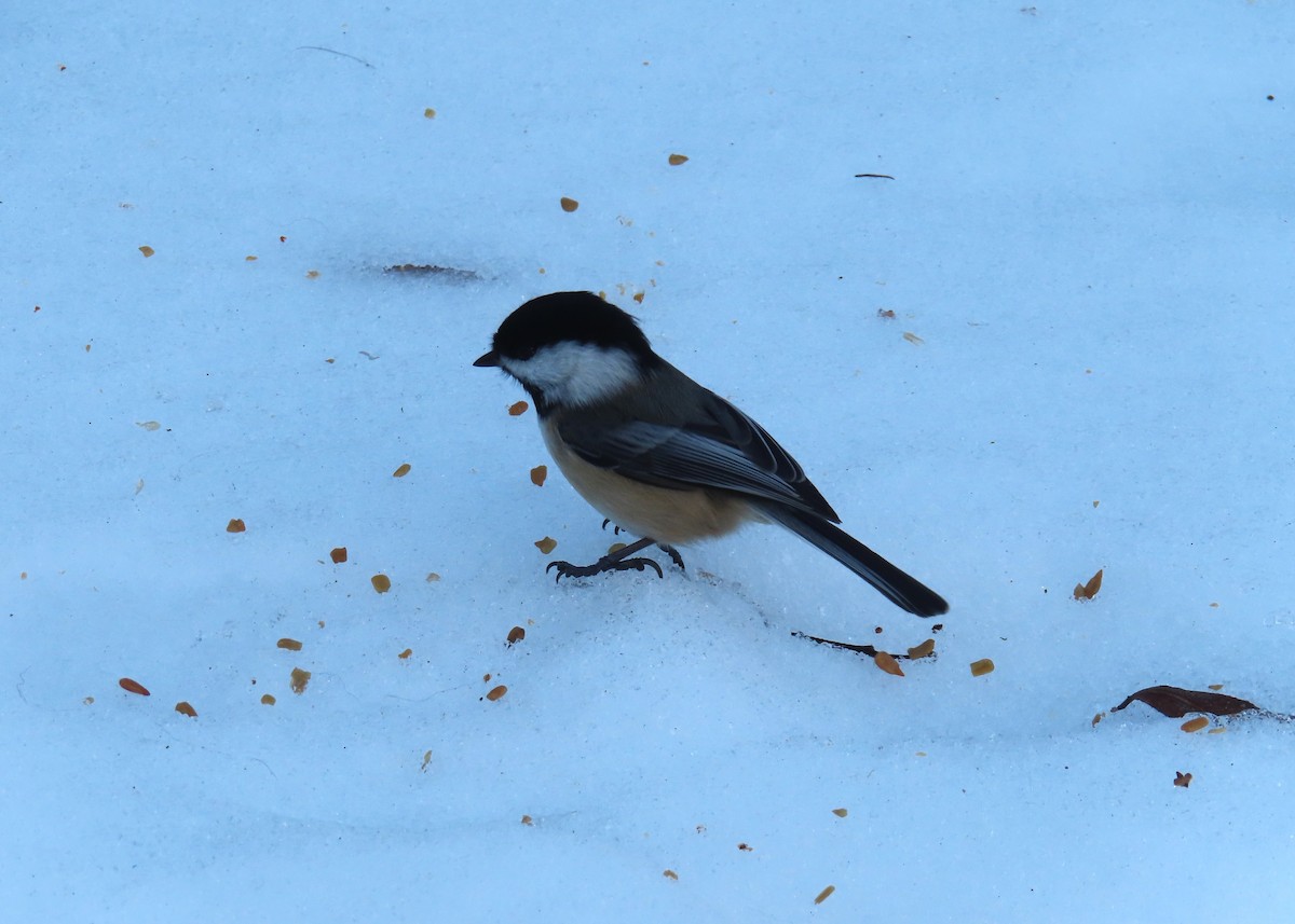 eBird Québec Checklist - 16 Dec 2023 - RON de Québec parcelle A-25 - 2 ...
