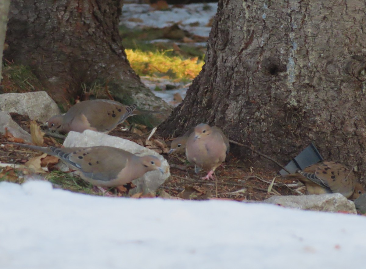 eBird Québec Checklist - 16 Dec 2023 - RON de Québec parcelle A-25 - 12 ...