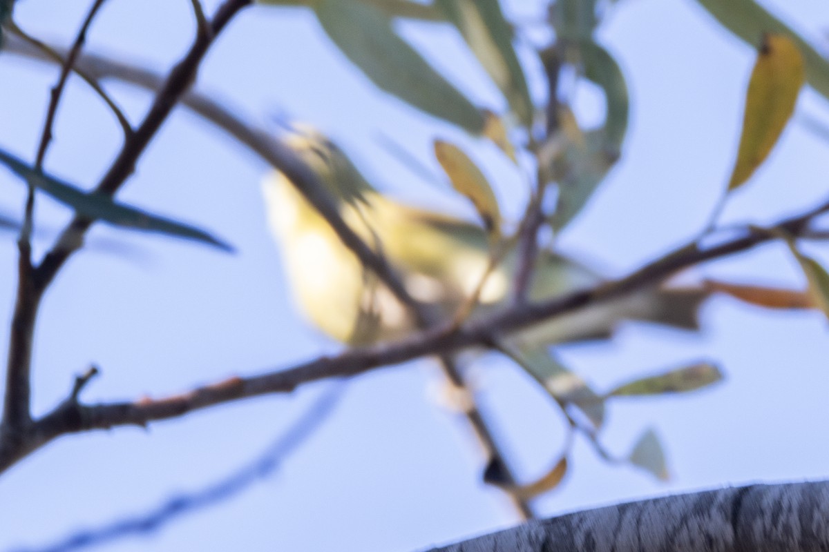 eBird Checklist - 16 Dec 2023 - Bob Jones Trail--Prado Rd to Los Osos ...