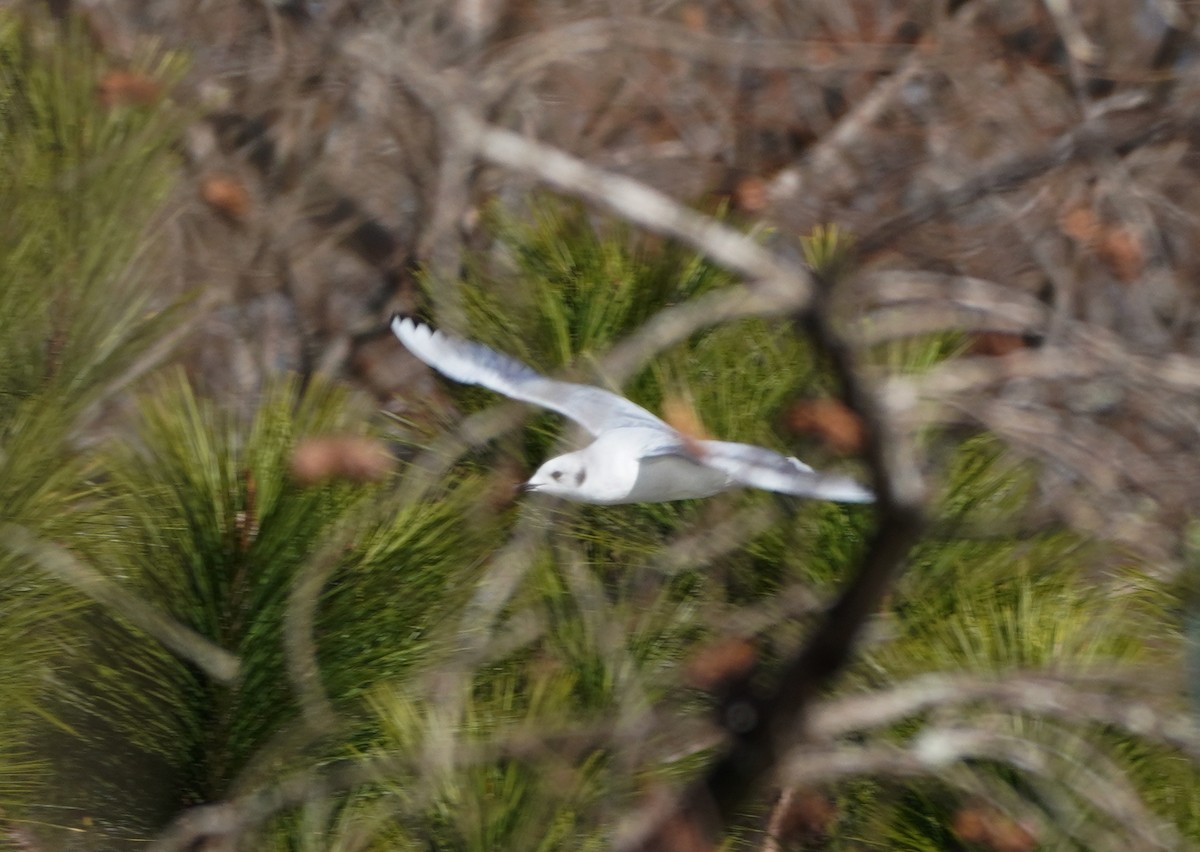 eBird Checklist - 15 Dec 2023 - Stumpy Lake Natural Area - 32 species