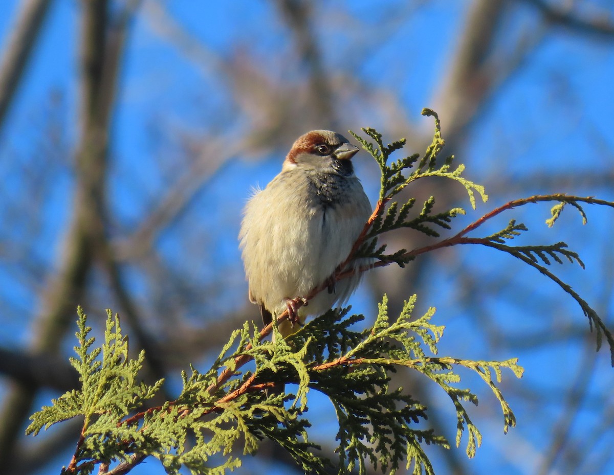 eBird Québec Checklist - 16 Dec 2023 - RON de Québec parcelle A-25 - 3 ...