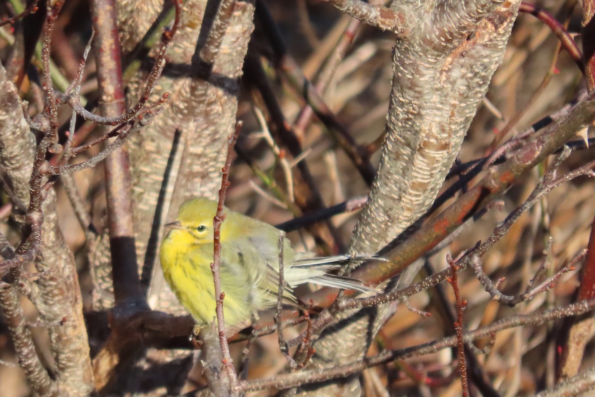 eBird Checklist - 16 Dec 2023 - Sachuest Point NWR - 22 species
