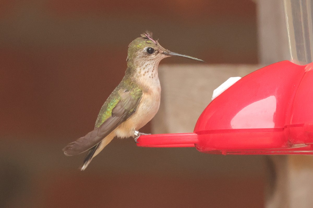 eBird Checklist - 16 Dec 2023 - Terri Cove - 1 species