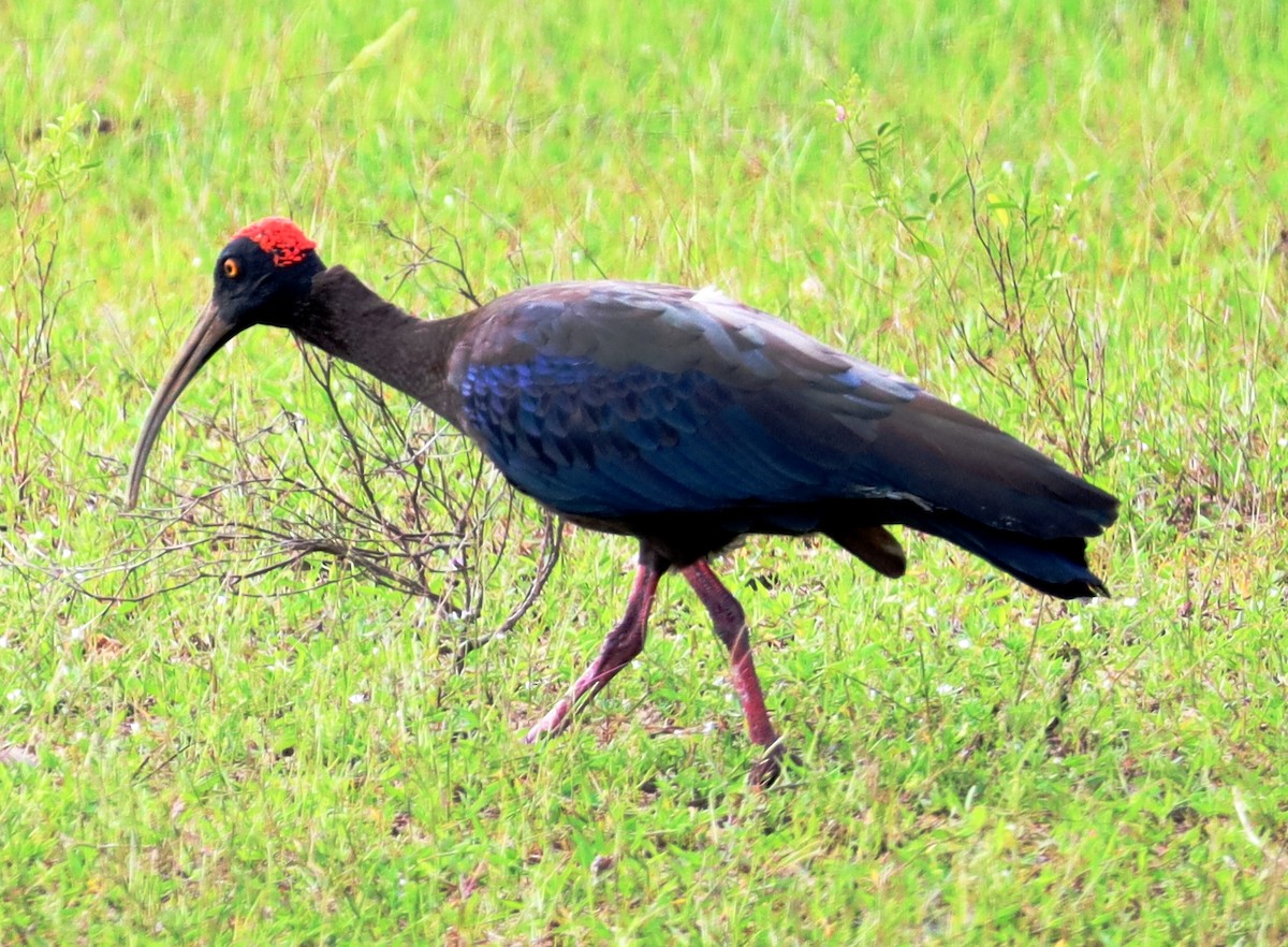 eBird Checklist - 17 Nov 2023 - Ramanathapuram, Tamil Nadu, IN (9.346 ...