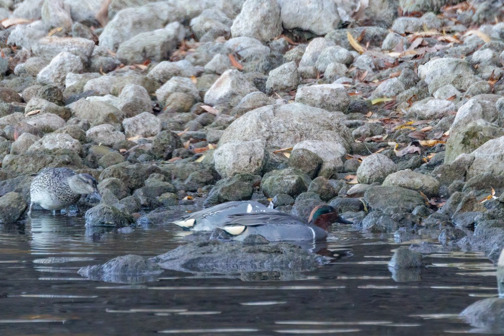 eBird Checklist - 16 Dec 2023 - Frank G. Bonelli RP/Puddingstone ...