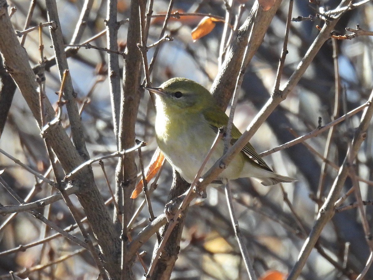 eBird Checklist - 16 Dec 2023 - Monument Valley Park - 1 species