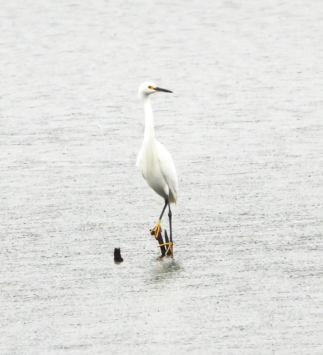 eBird Checklist - 16 Dec 2023 - Tenoroc Fish Management Area ...