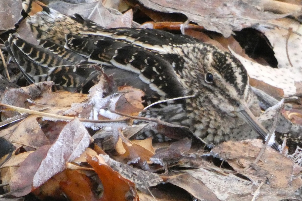 eBird Checklist - 16 Dec 2023 - Bear Creek Park East (El Paso) - 25 ...