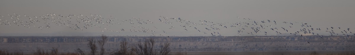 eBird Checklist - 16 Dec 2023 - Piute Ponds (permit required) - 71 ...