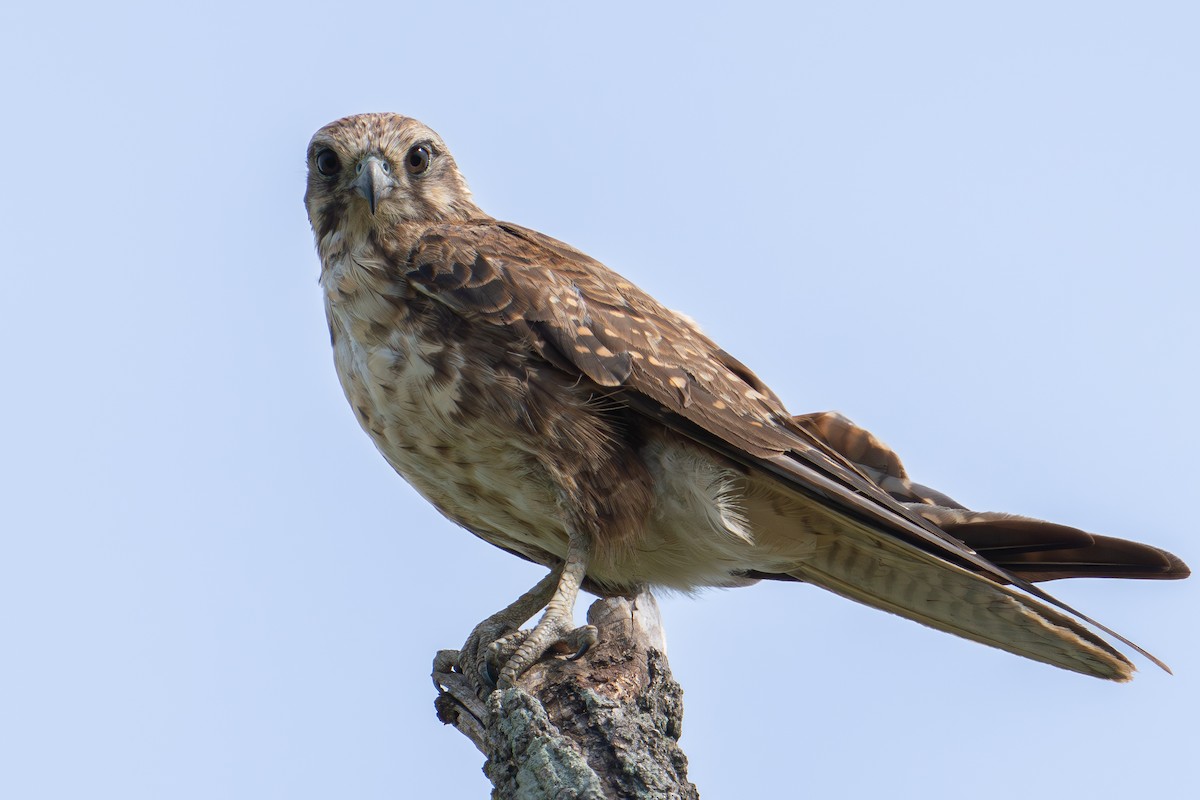 eBird Checklist - 17 Dec 2023 - Waters Rd, Calvert - 12 species