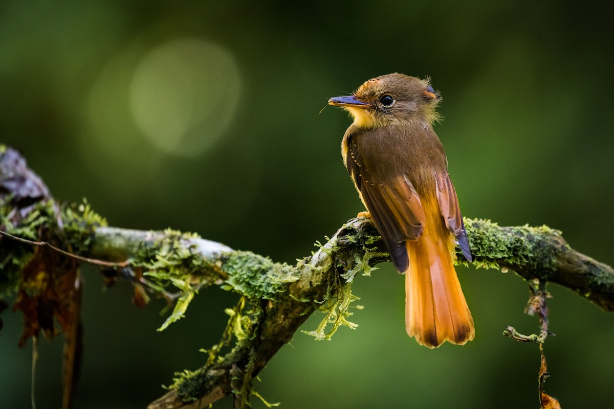 ML612319384 - Atlantic Royal Flycatcher - Macaulay Library