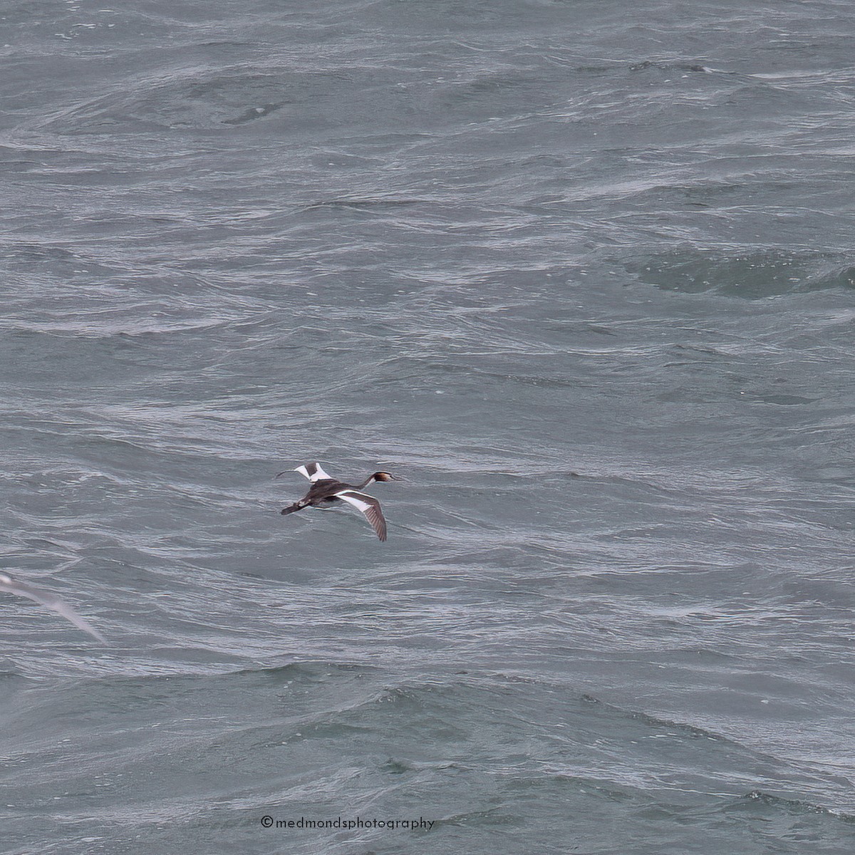 eBird Checklist - 16 Dec 2023 - Corio Bay--Outer Harbour - 10 species