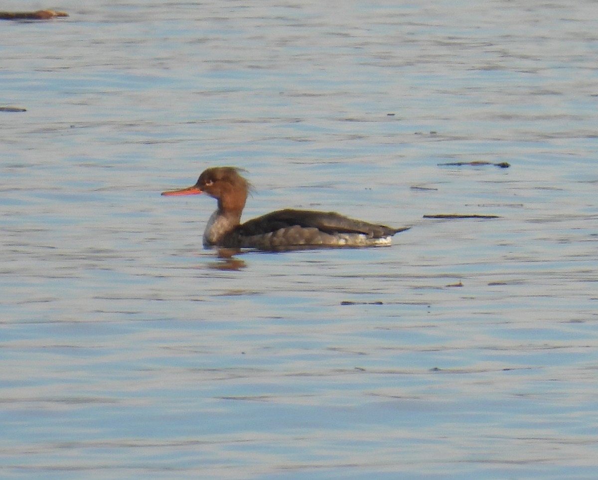 eBird Checklist - 16 Dec 2023 - KVI Beach (Vashon Island) - 11 species