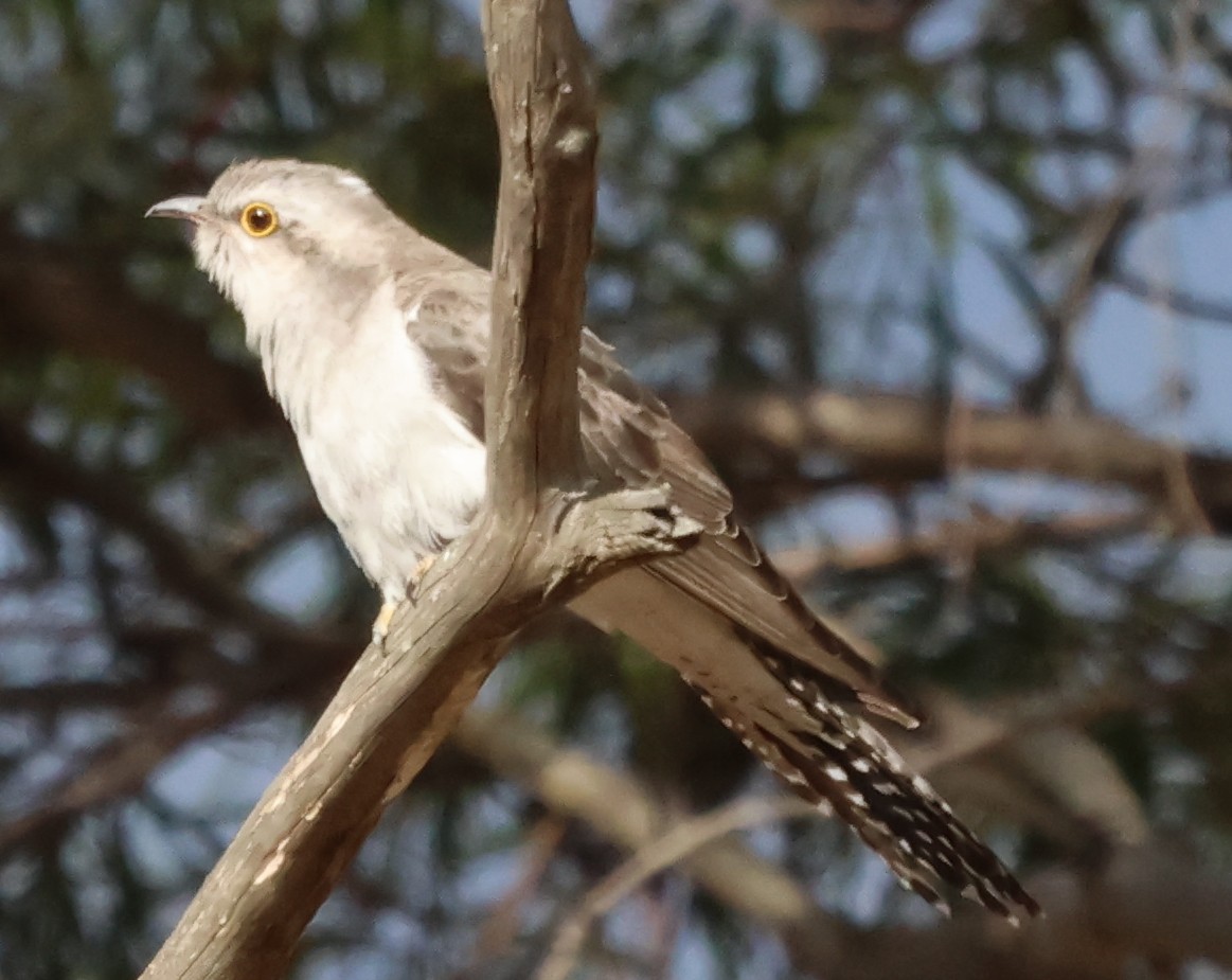 eBird Checklist - 15 Dec 2023 - Snug - 12 species