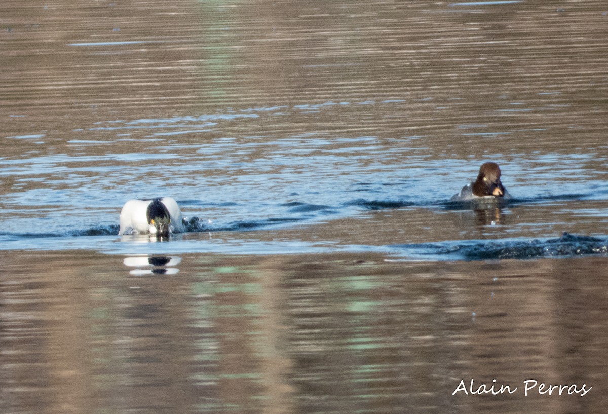 eBird Checklist - 16 Dec 2023 - Lac des Nations - 15 species