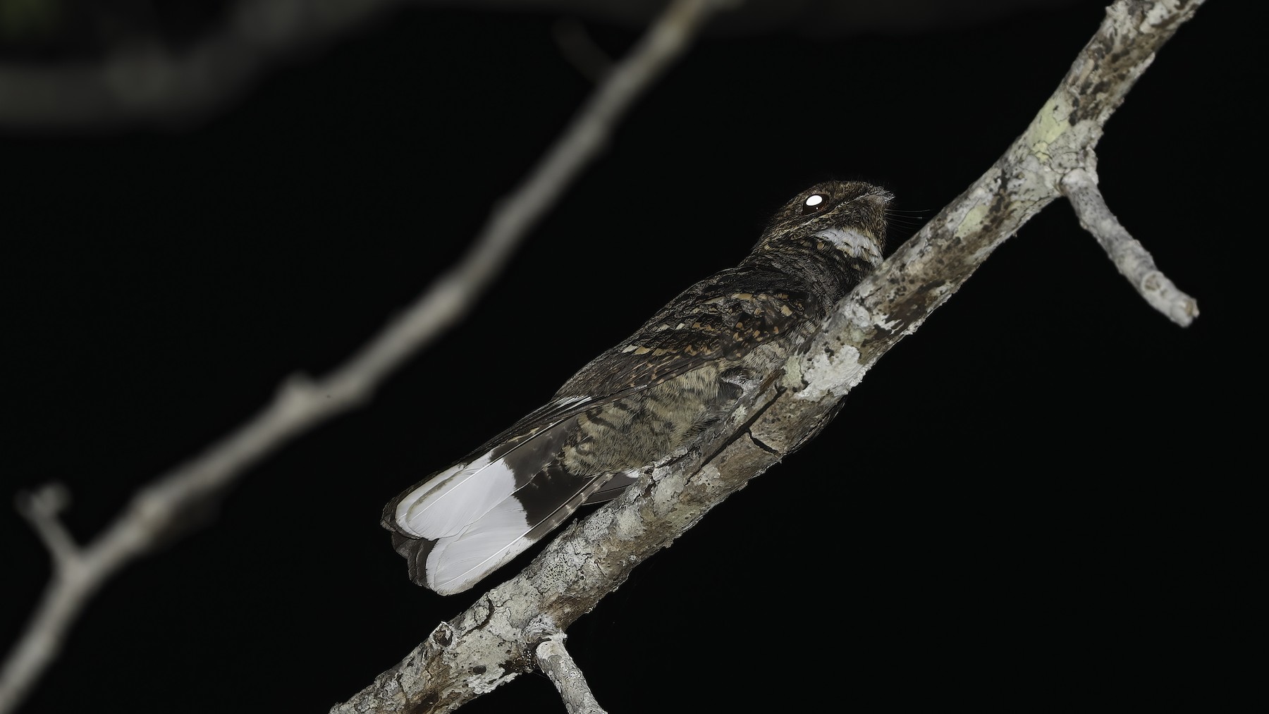 Timor Nightjar (undescribed form) - eBird
