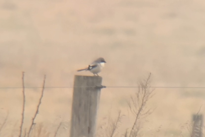 Pennsylvania eBird Checklist - 17 Dec 2023 - stakeout Loggerhead Shrike, Blue Spring Rd ...