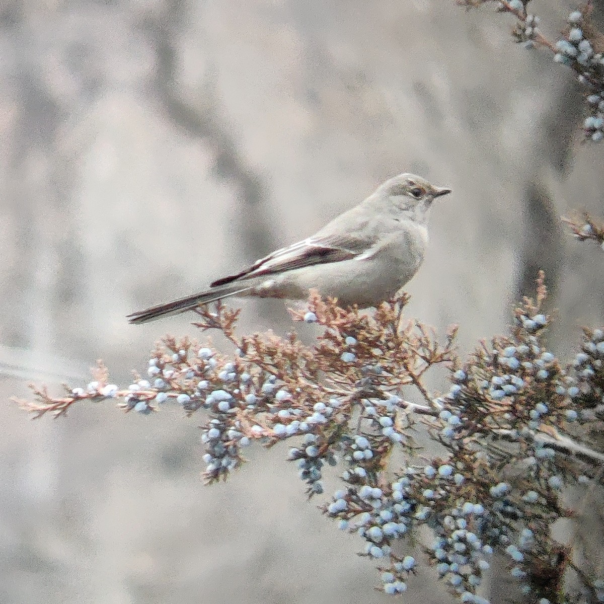 eBird Checklist - 17 Dec 2023 - Kaposia Landing - 13 species