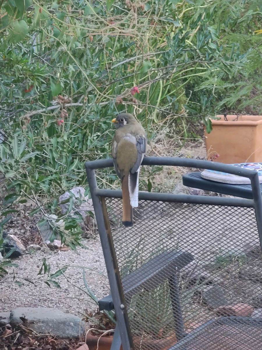 eBird Checklist - 16 Dec 2023 - my yard - 1 species