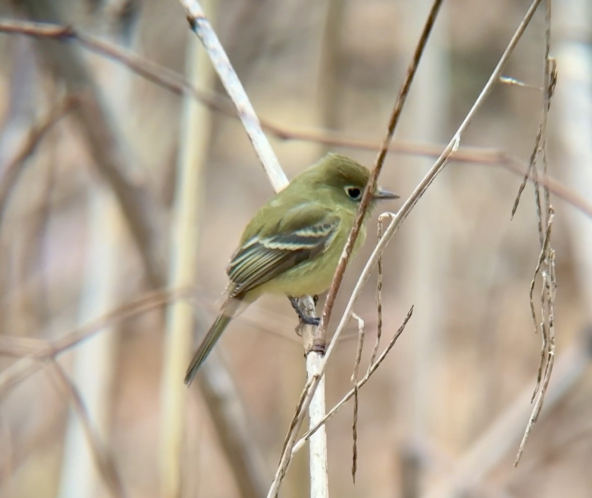 Pennsylvania eBird Checklist - 17 Dec 2023 - East Donegal Riverfront ...