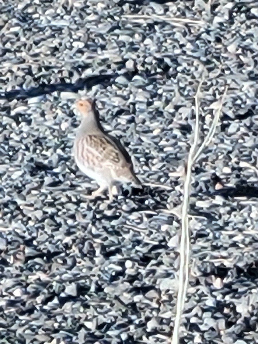 eBird Checklist - 17 Dec 2023 - 16 miles SW Cody - 2 species