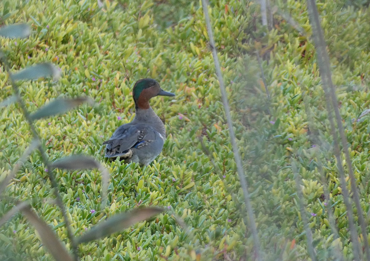 eBird Checklist - 17 Dec 2023 - Charca de Maspalomas - 19 species