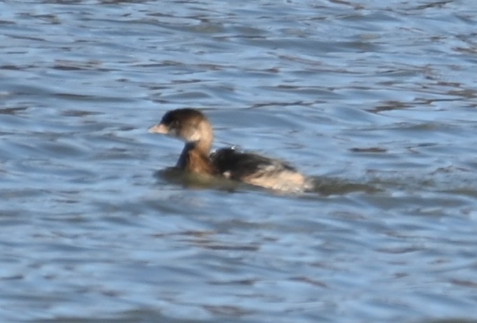 eBird Checklist - 15 Dec 2023 - Leroy Elmore Park - 16 species (+3 ...