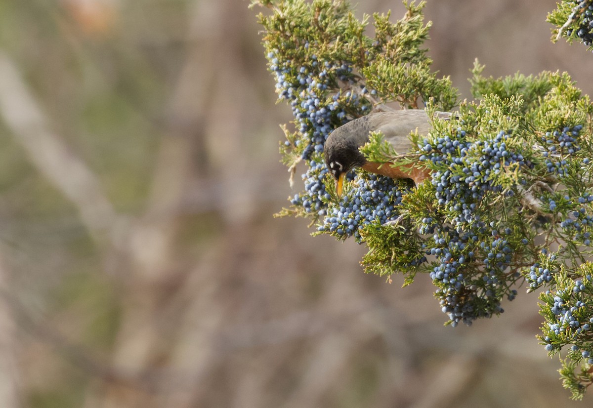 eBird Checklist - 17 Dec 2023 - Stodders Neck - 27 species