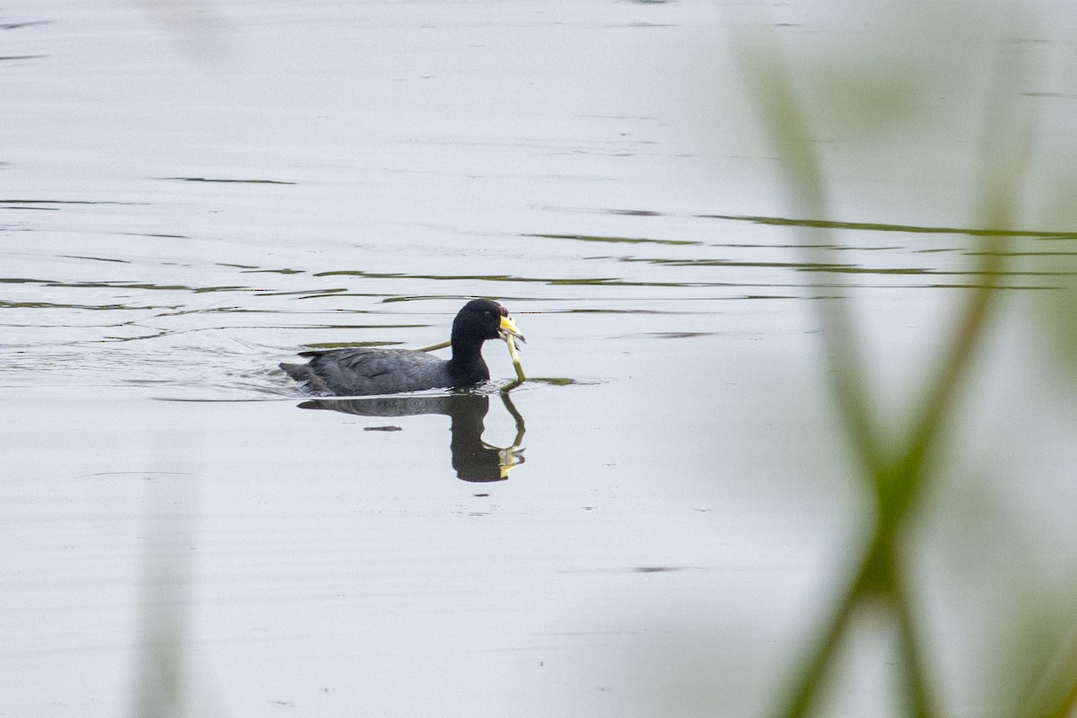 eBird Checklist - 17 Dec 2023 - Humedal Tibabuyes o Juan Amarillo ...