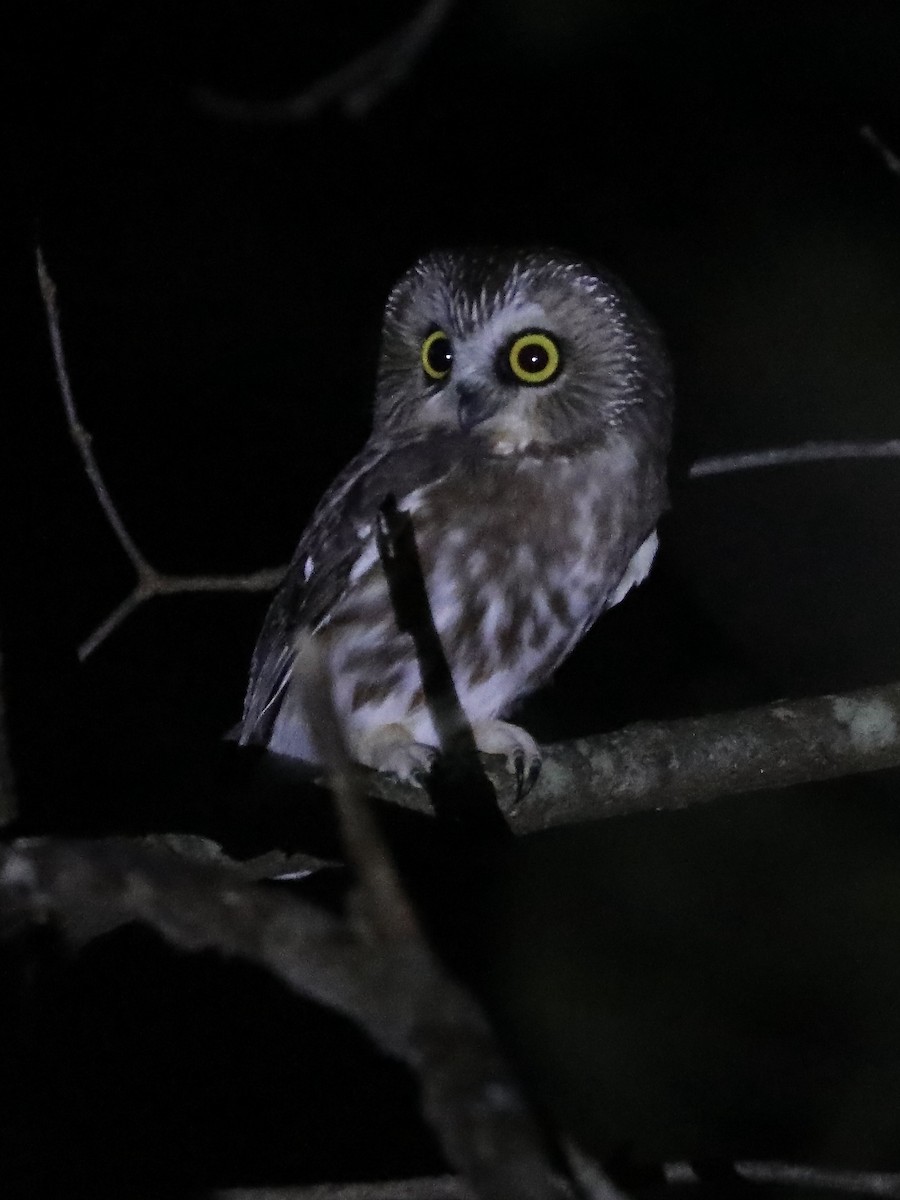 eBird Checklist - 16 Dec 2023 - Oakley Rd - 2 species