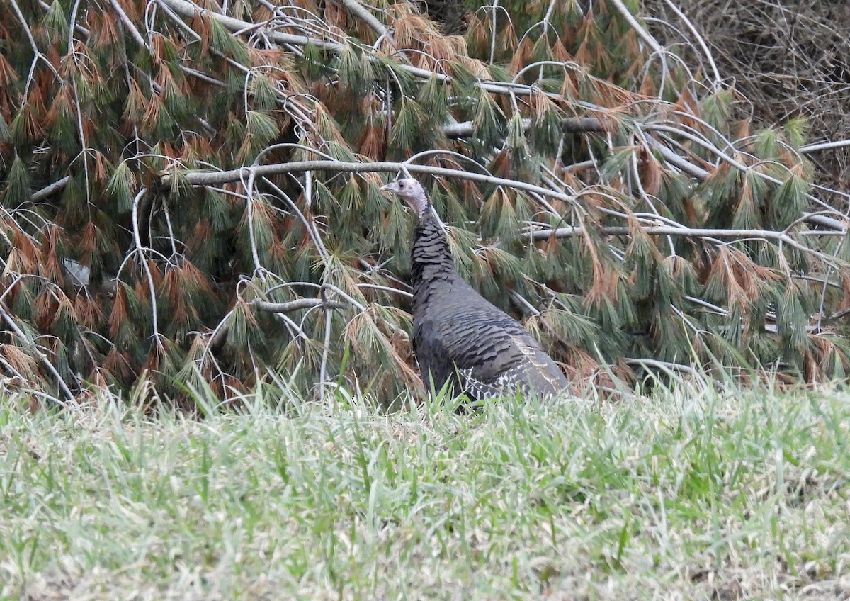 eBird Checklist - 17 Dec 2023 - Brant's Farm - 4 species