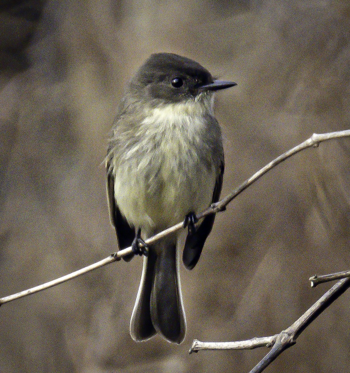 Mass Audubon eBird Checklist - 17 Dec 2023 - Squibnocket Rd - 13 species