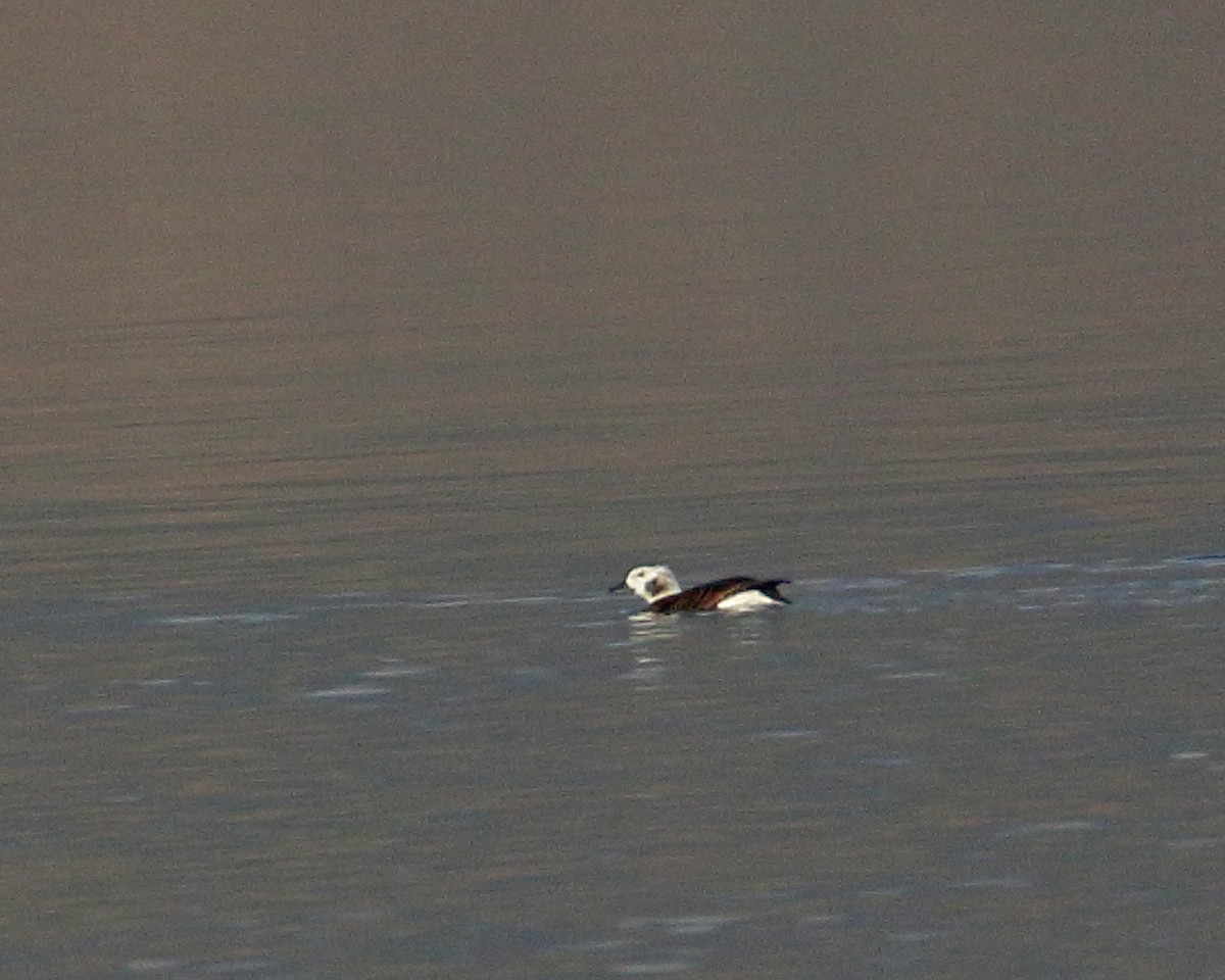 eBird Checklist - 17 Dec 2023 - Confluence - 3 species